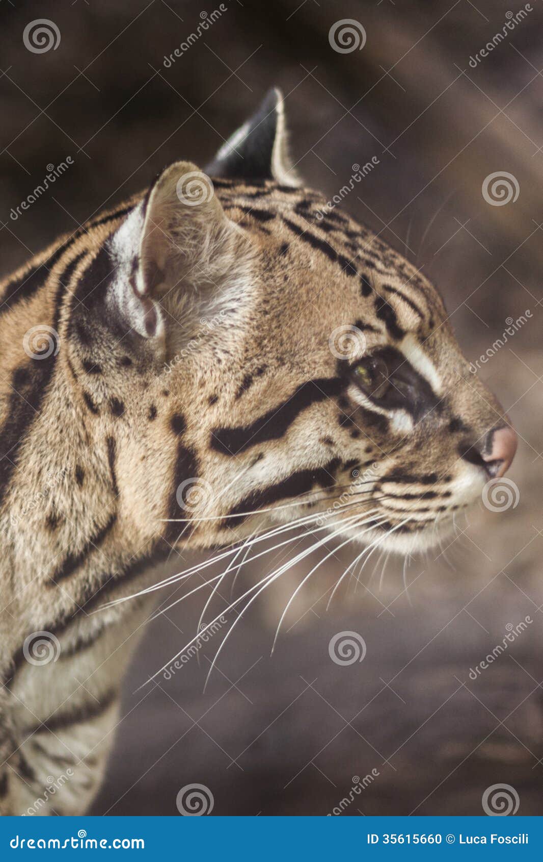 Ocelot closeup stock photo. Image of nature, ears, wildlife - 35615660