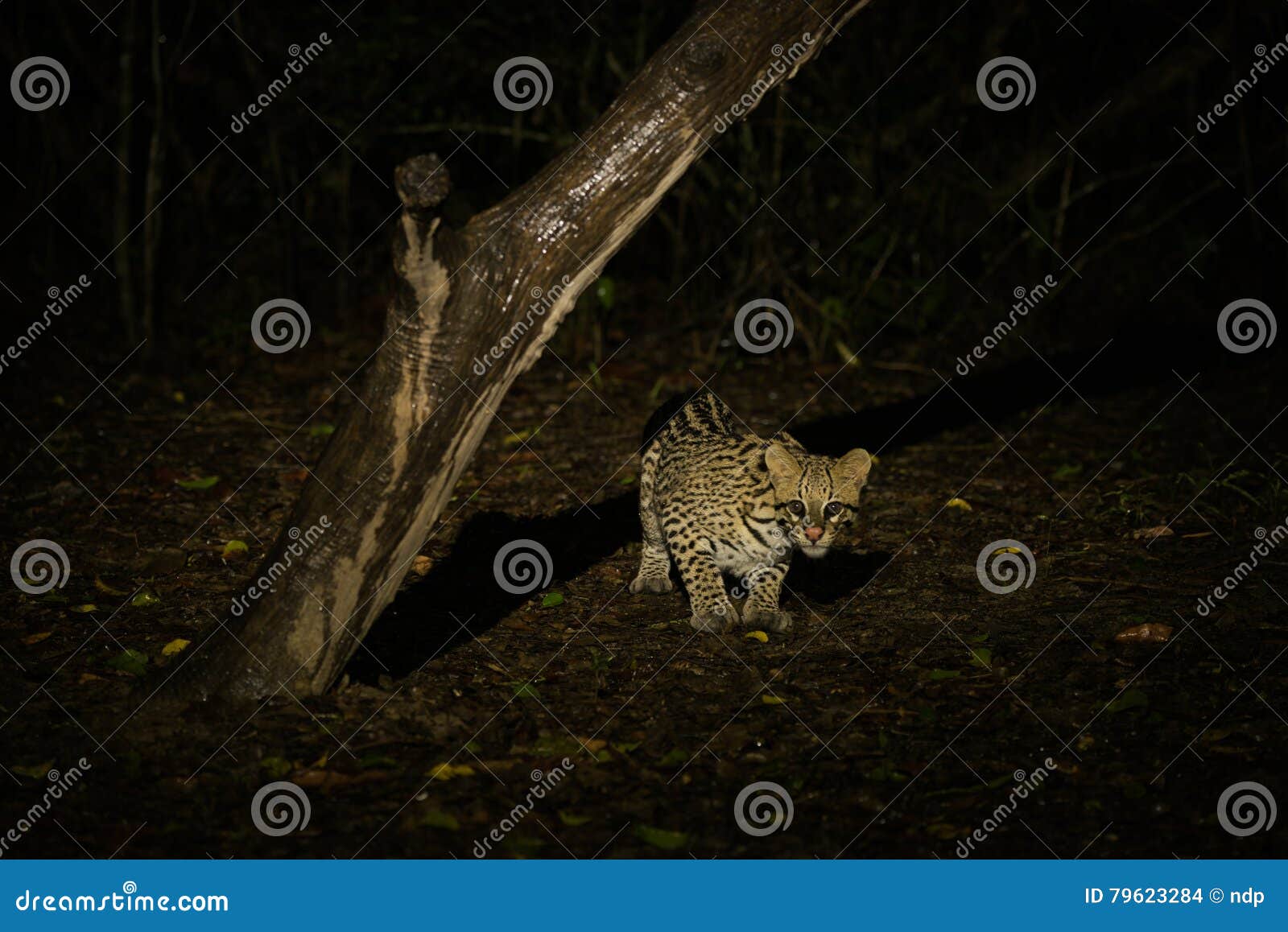 Ocelot Crouching Under Dead Tree at Night Stock Photo - Image of spots ...