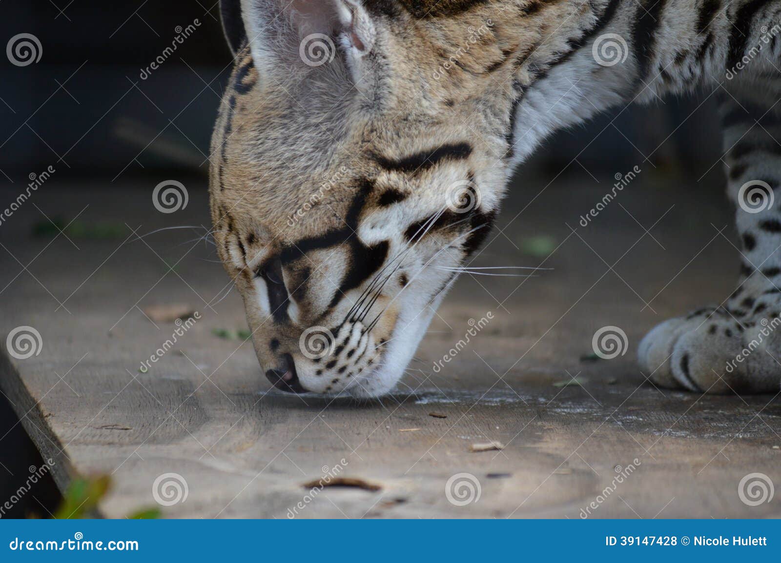 Ocelot stock photo. Image of smell, wildlife, africa - 39147428