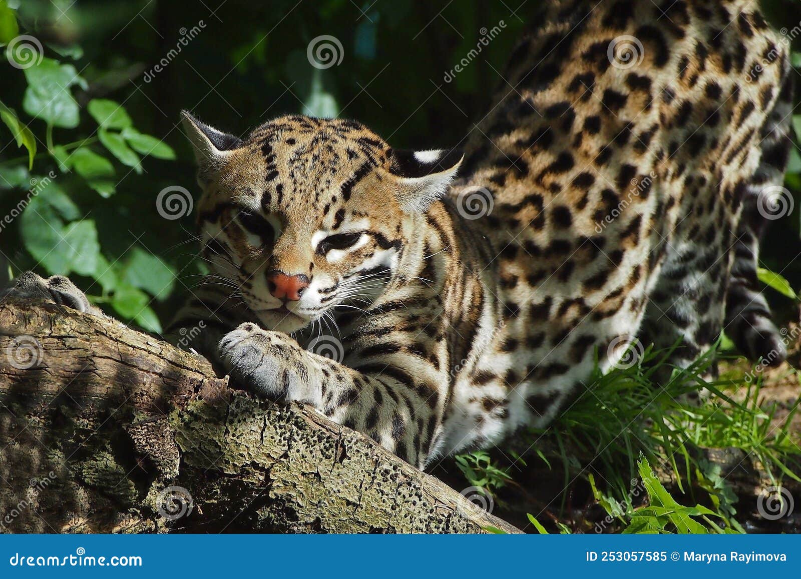 Ocelot in the Forest Near the Tree Stock Image - Image of portrait ...