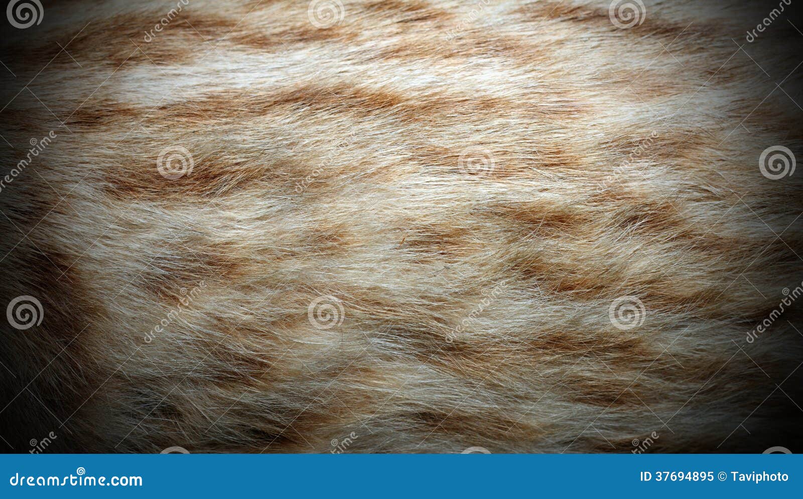 Ocelot fur stock image. Image of detail, mimetic, ocelot - 37694895