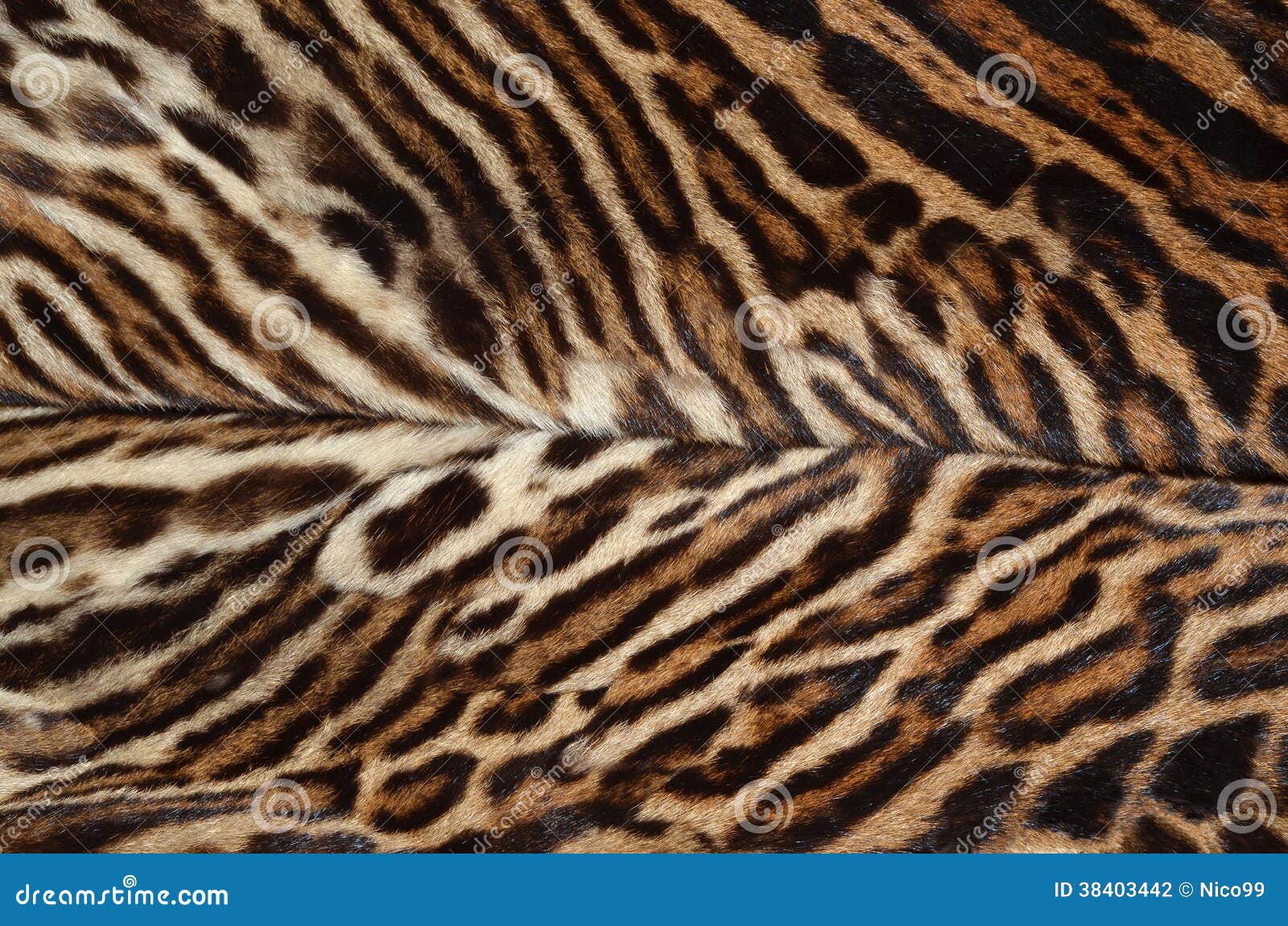Ocelot fur background stock photo. Image of predator - 38403442