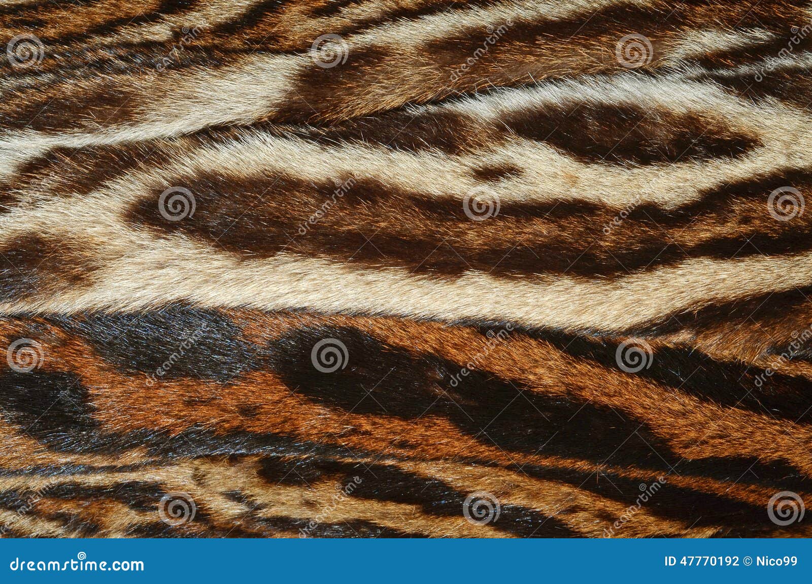 Ocelot fur stock photo. Image of pattern, mammal, predators - 47770192