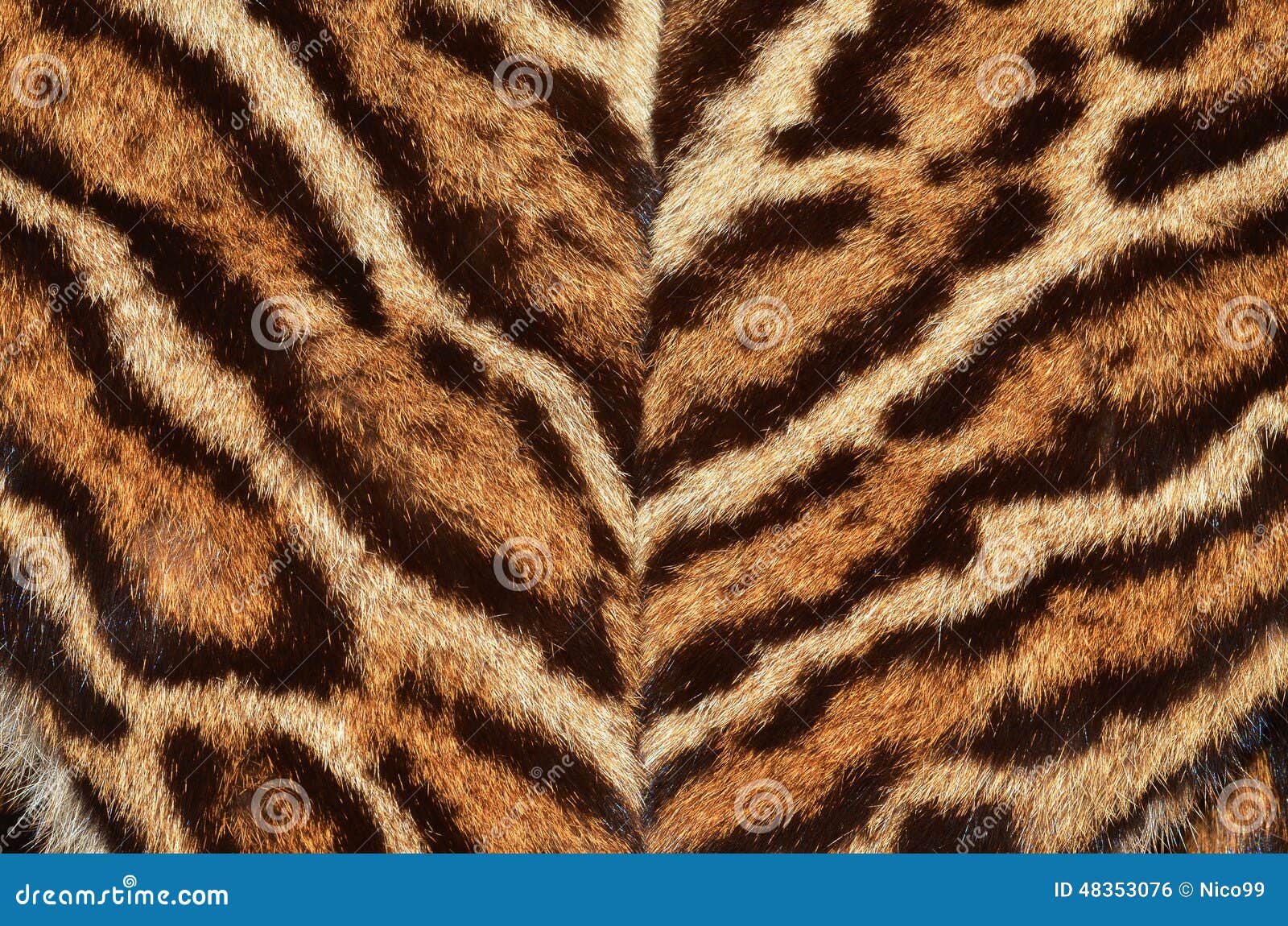 Ocelot fur coat stock photo. Image of animal, animals - 48353076