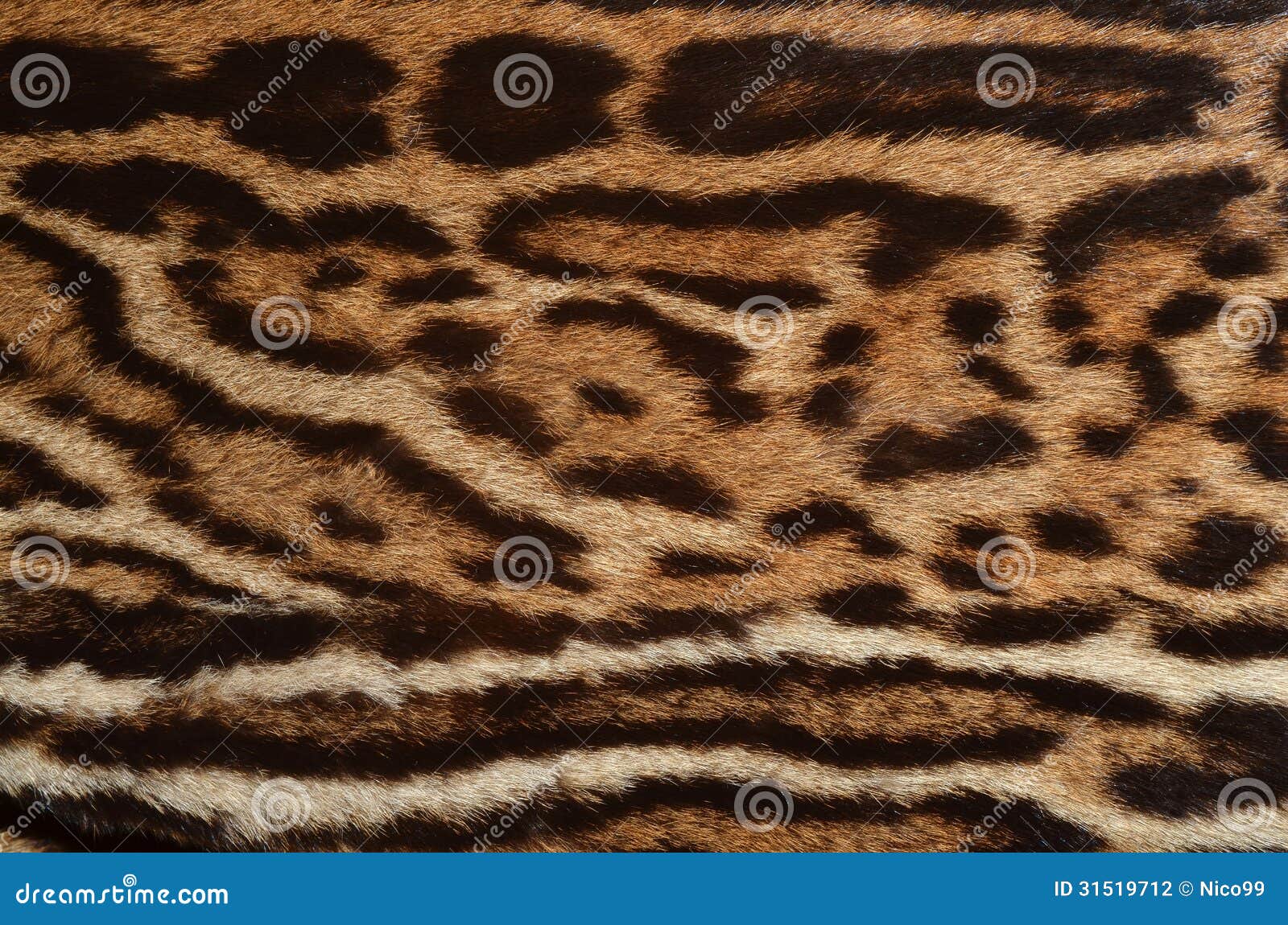 Ocelot fur texture stock photo. Image of amazonian, patterns - 31519712