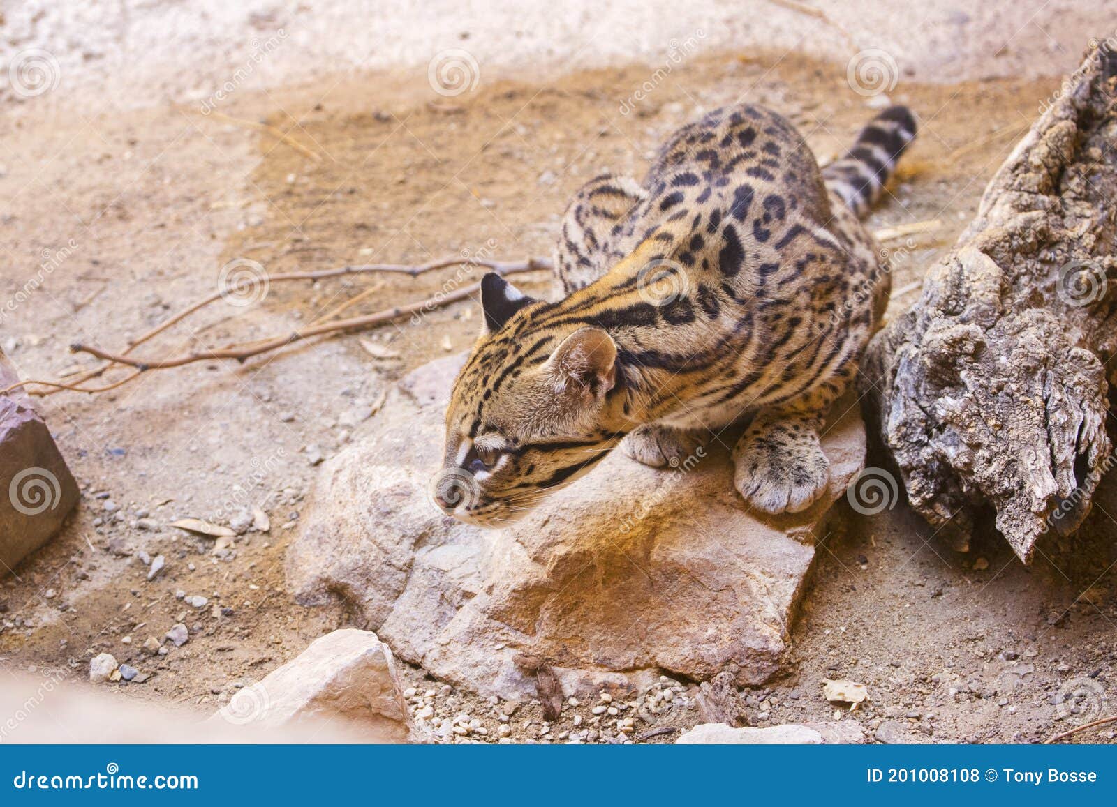 Ocelot Hunting stock photo. Image of wildlife, fauna - 201008108