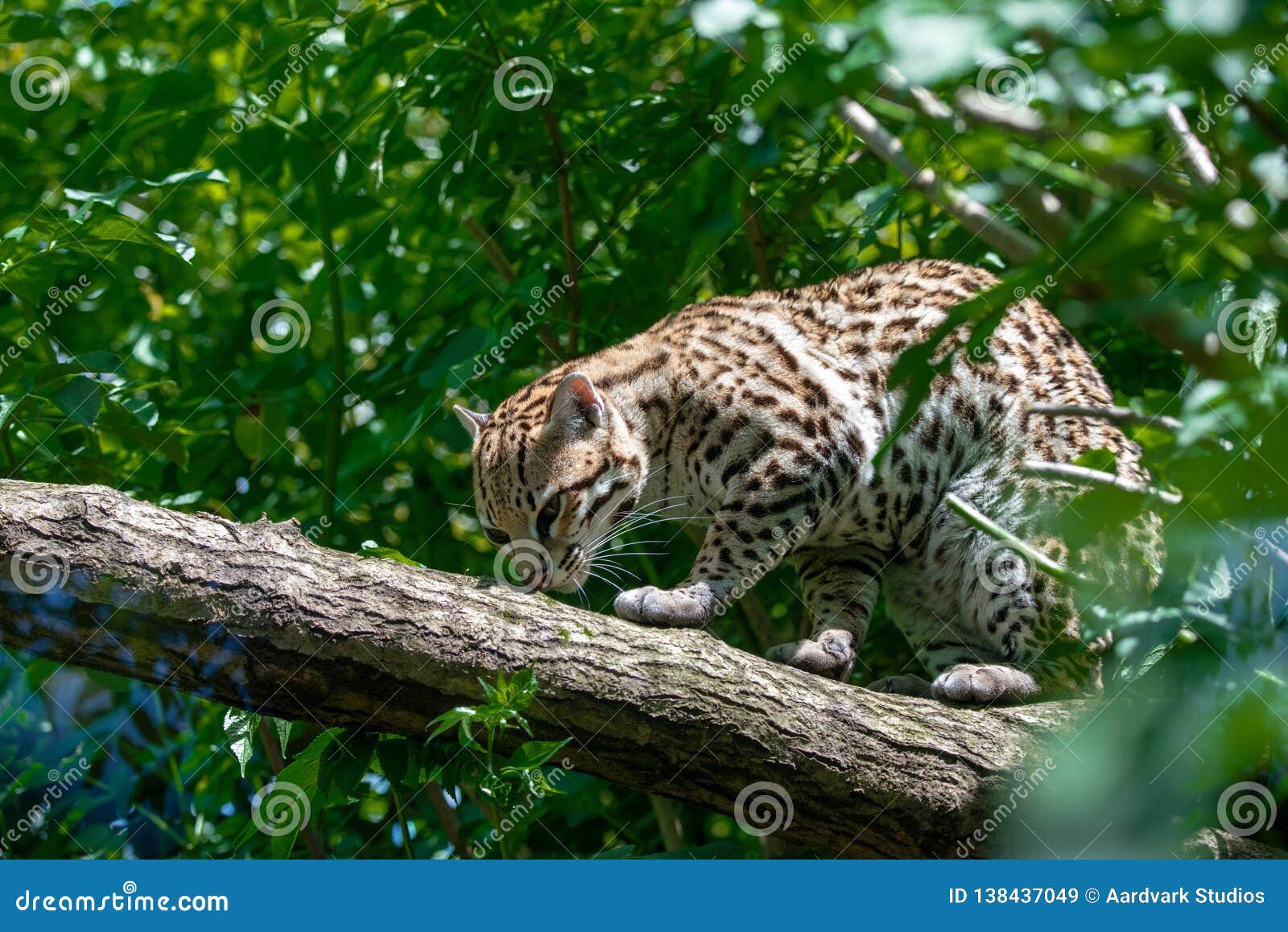 Ocelot in Jungle Tree Branches Stock Image - Image of nature ...