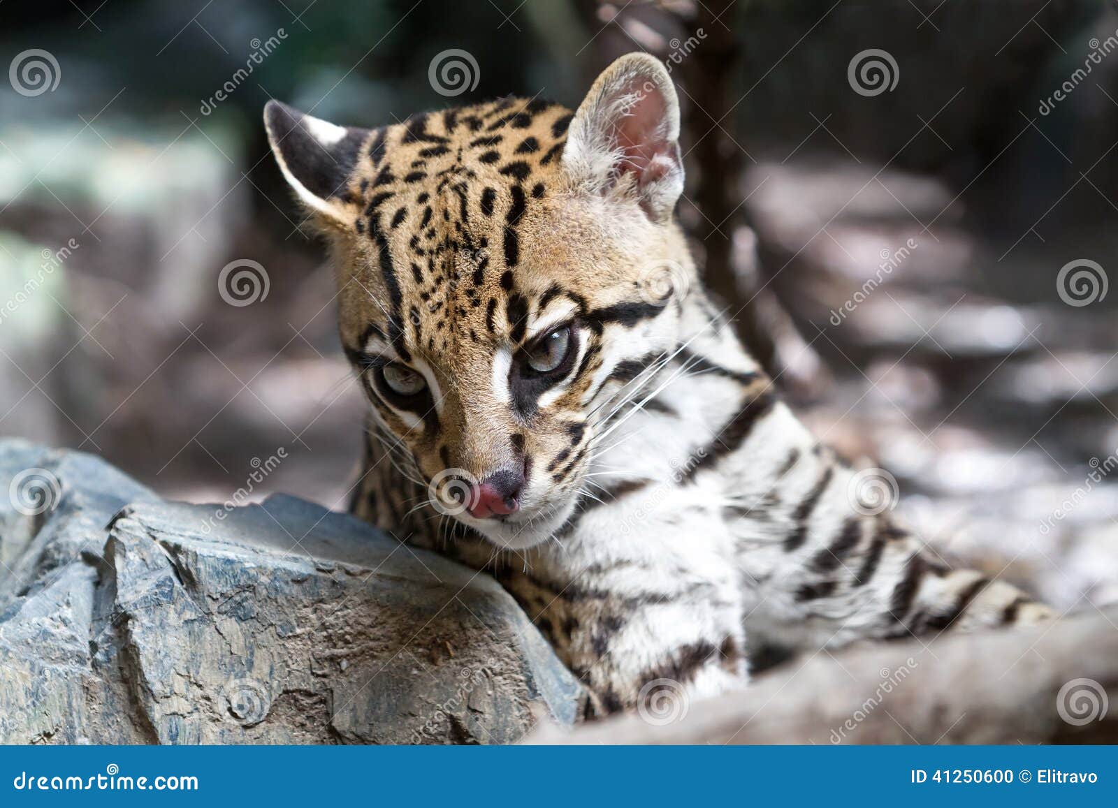 Ocelot stock photo. Image of mammals, hunting, america - 41250600