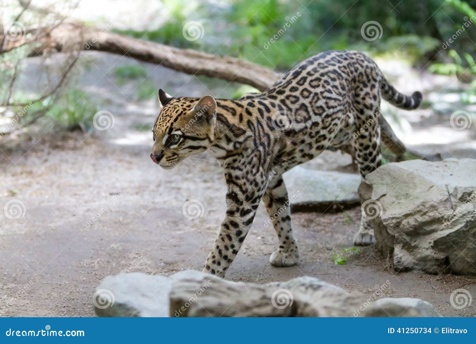 Ocelot stock photo. Image of carnivore, leopardus, paws - 41250734