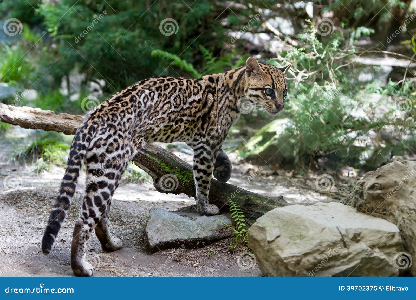 Ocelot, stock image. Image of jungle, nocturnal, animal - 39702375