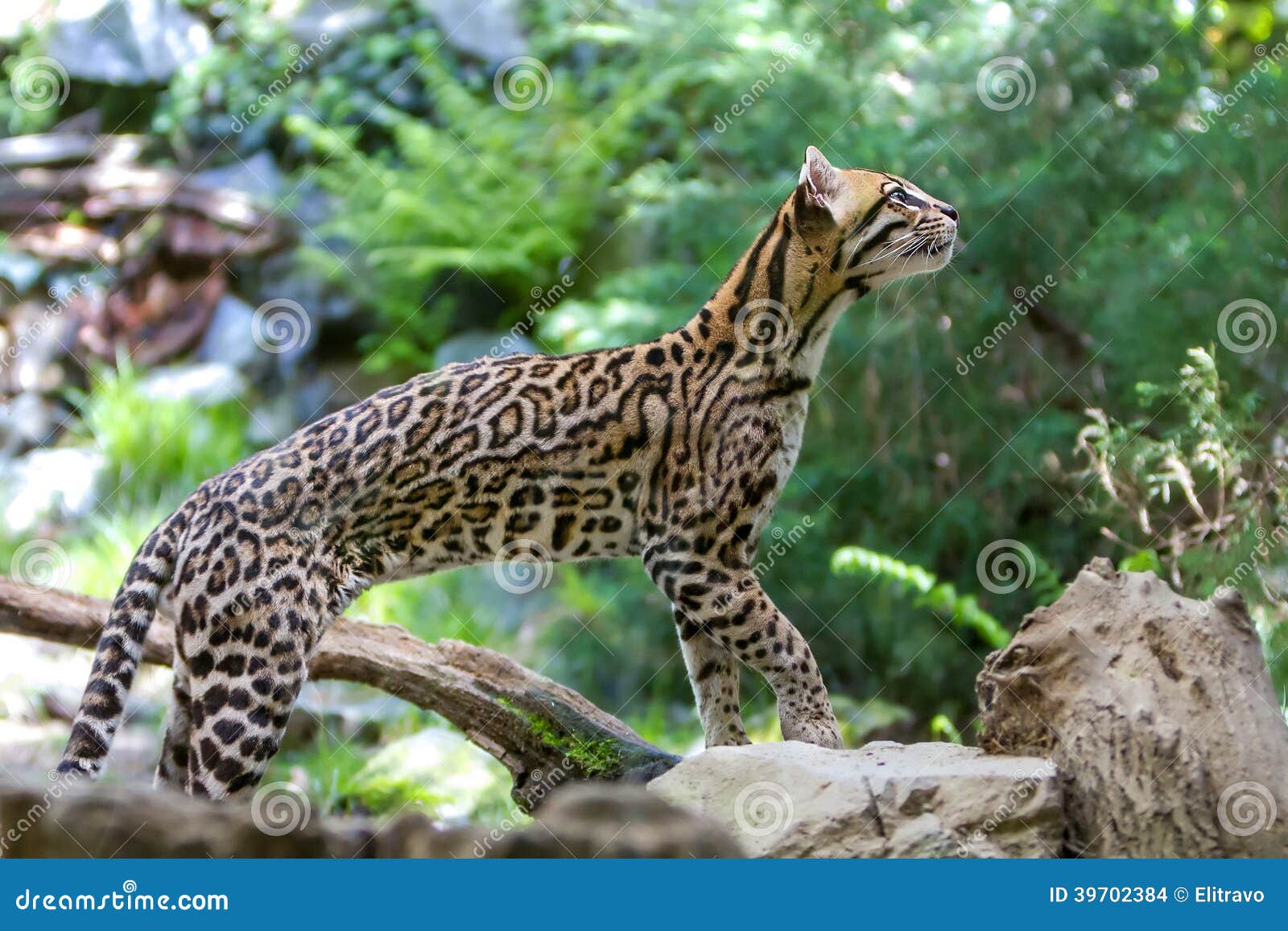 Ocelot, stock photo. Image of nature, ocelot, species - 39702384