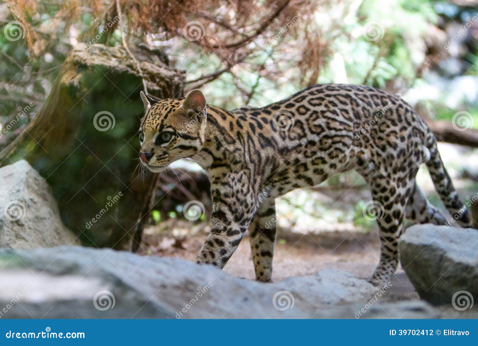 Ocelot, stock photo. Image of threatened, eurasian, felis - 39702412