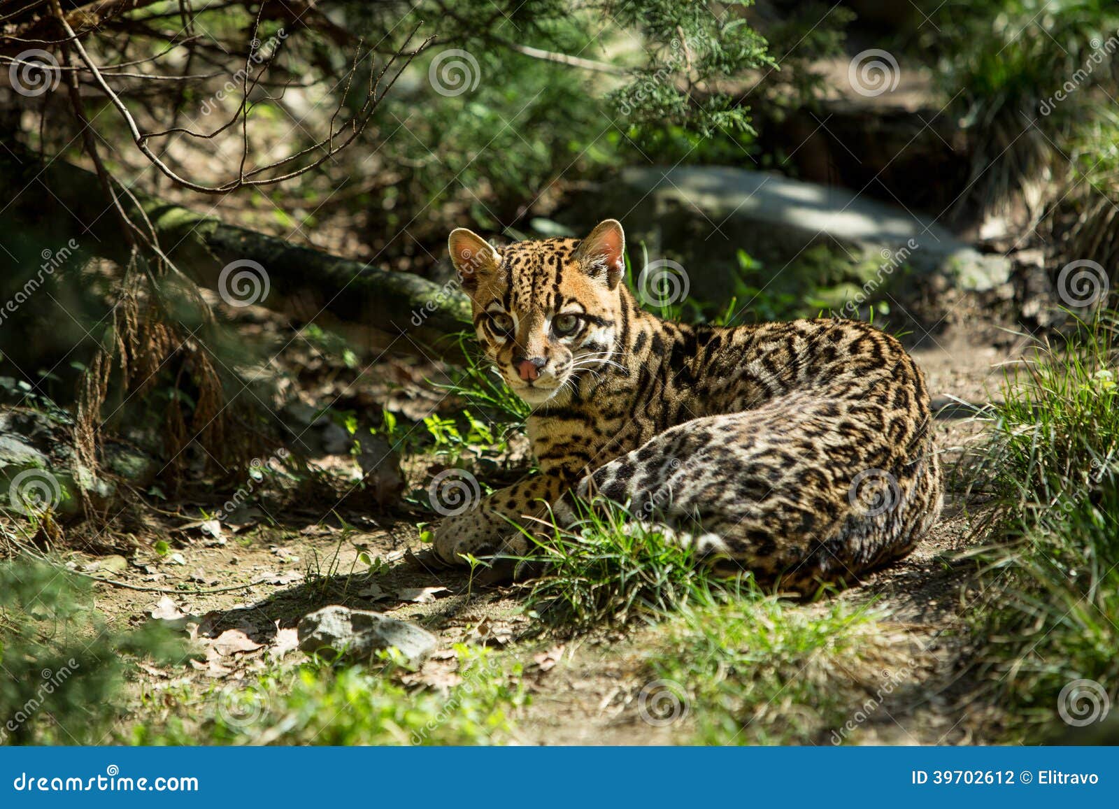 Ocelot, stock photo. Image of predator, jungle, central - 39702612
