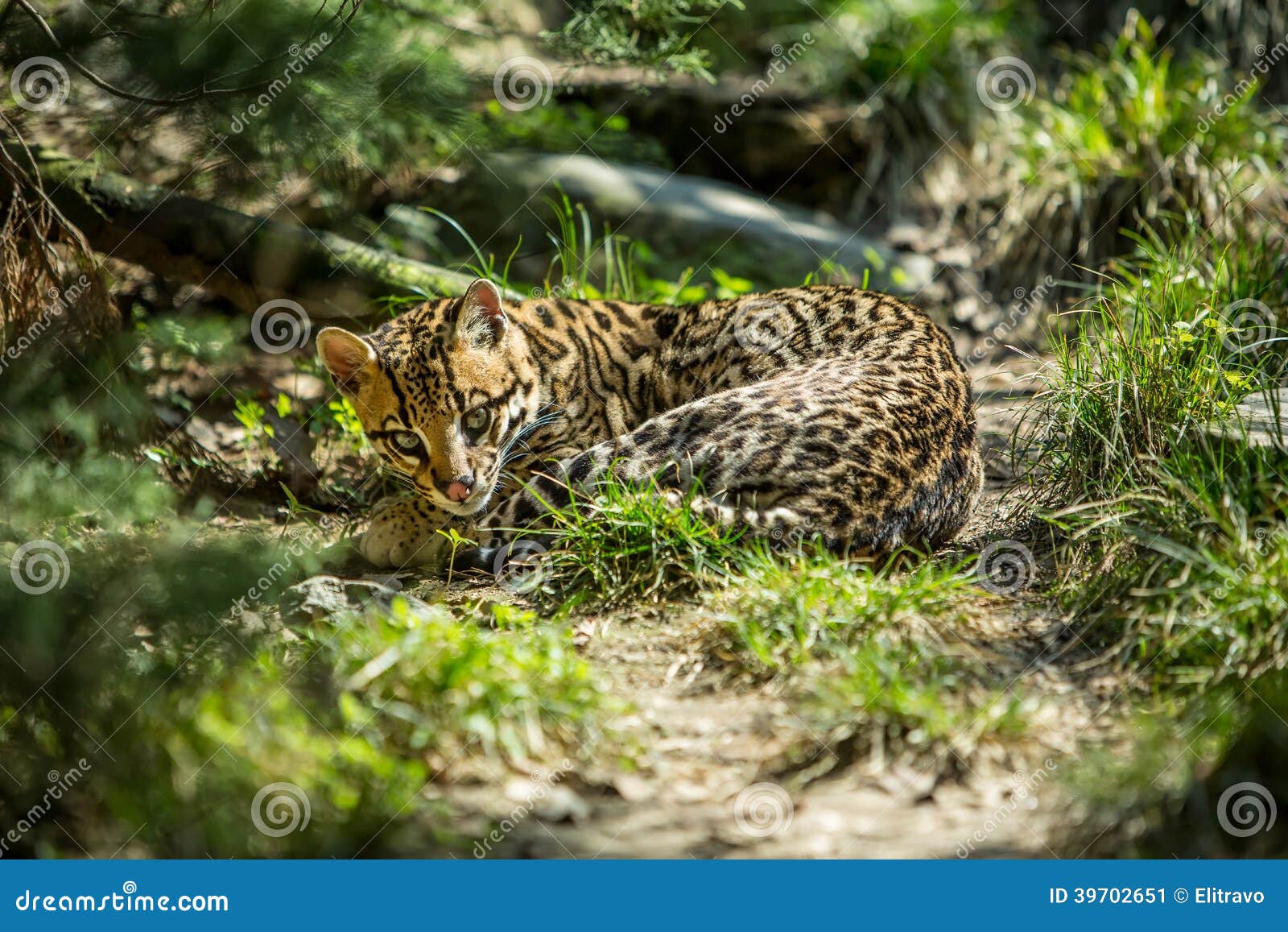 Ocelot, stock image. Image of carnivore, threatened, ozelot - 39702651
