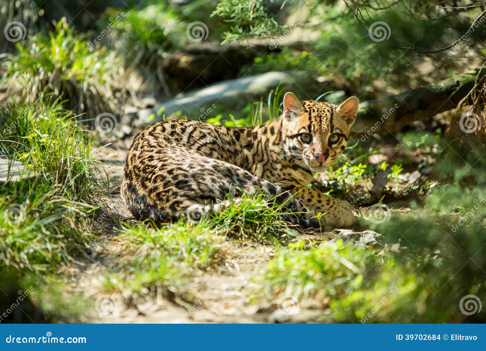 Ocelot, stock photo. Image of protection, mammals, america - 39702684