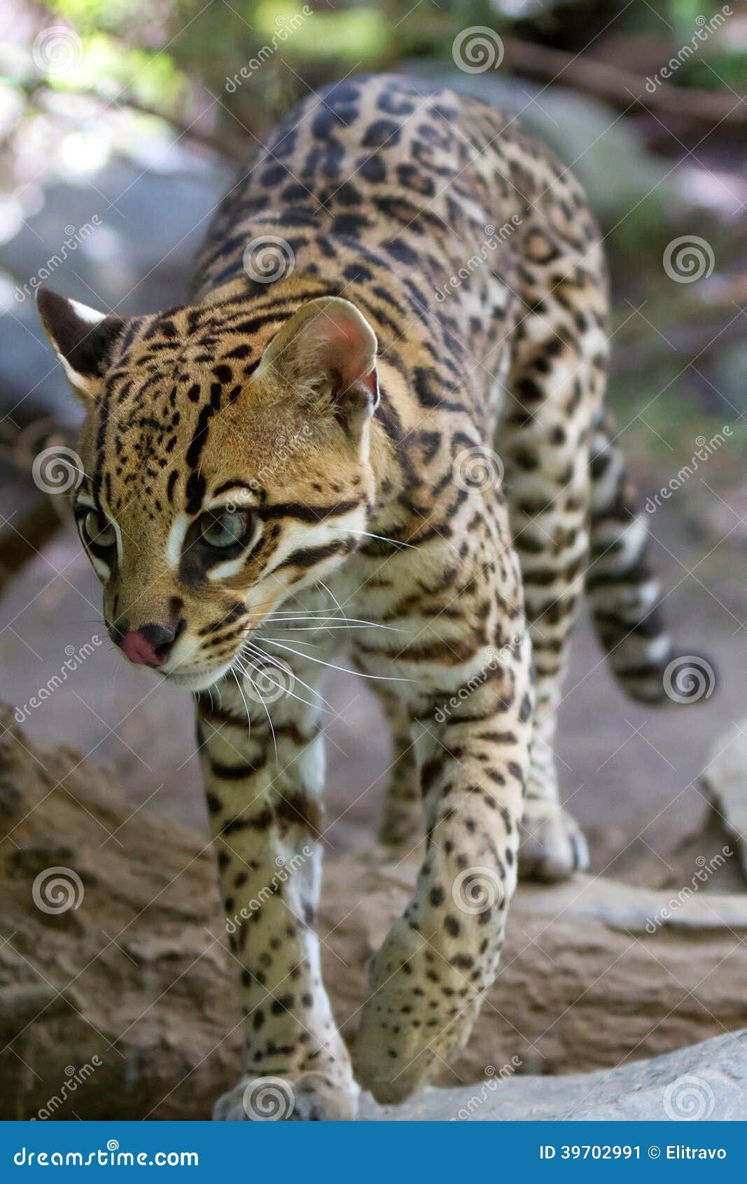 Ocelot stock image. Image of hunting, predator, conservation - 39702991