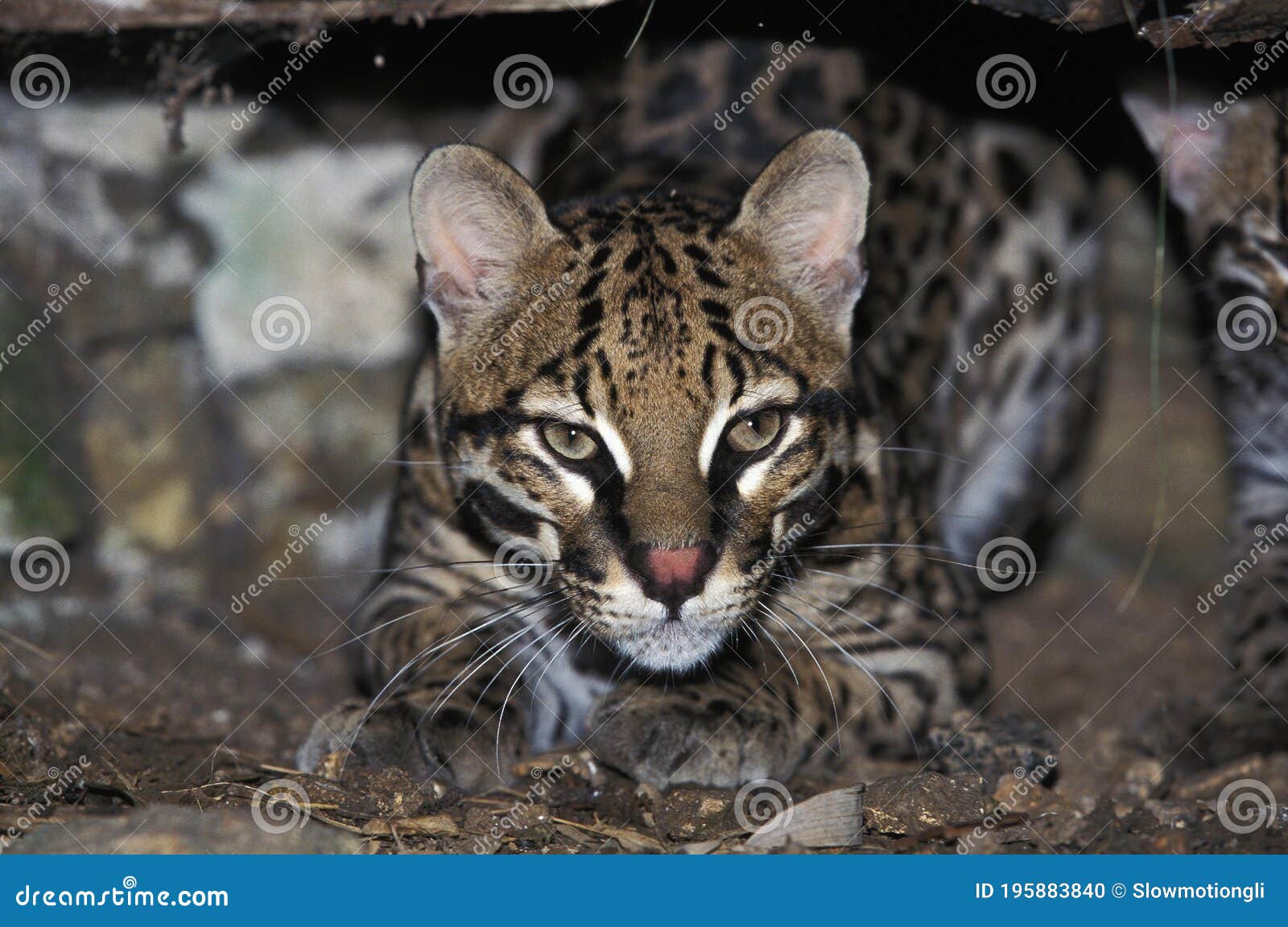 Ocelot, Leopardus Pardalis, Adult Stock Photo - Image of ocelot, lying ...