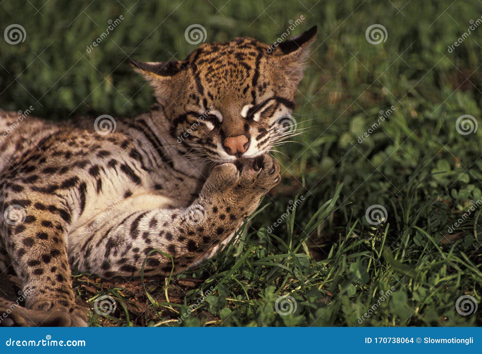 OCELOT leopardus pardalis fotografia stock. Immagine di selvaggio ...