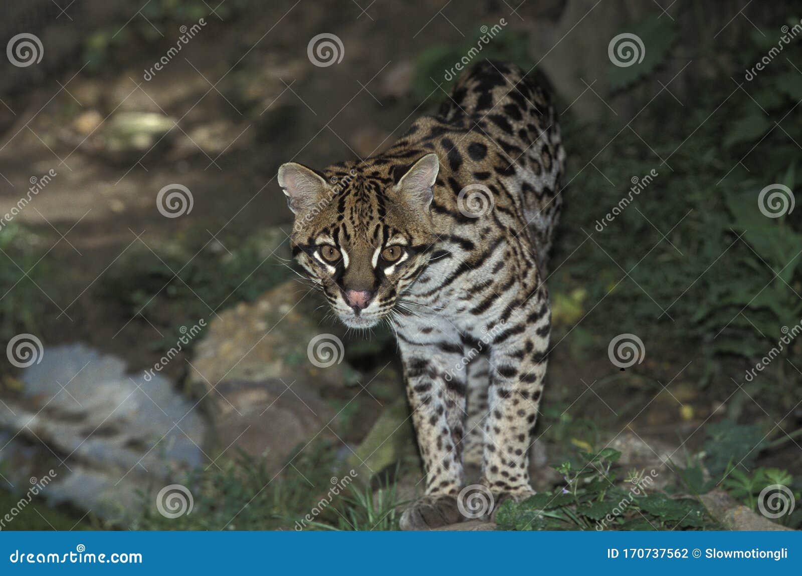 OCELOT leopardus pardalis stock photo. Image of view - 170737562