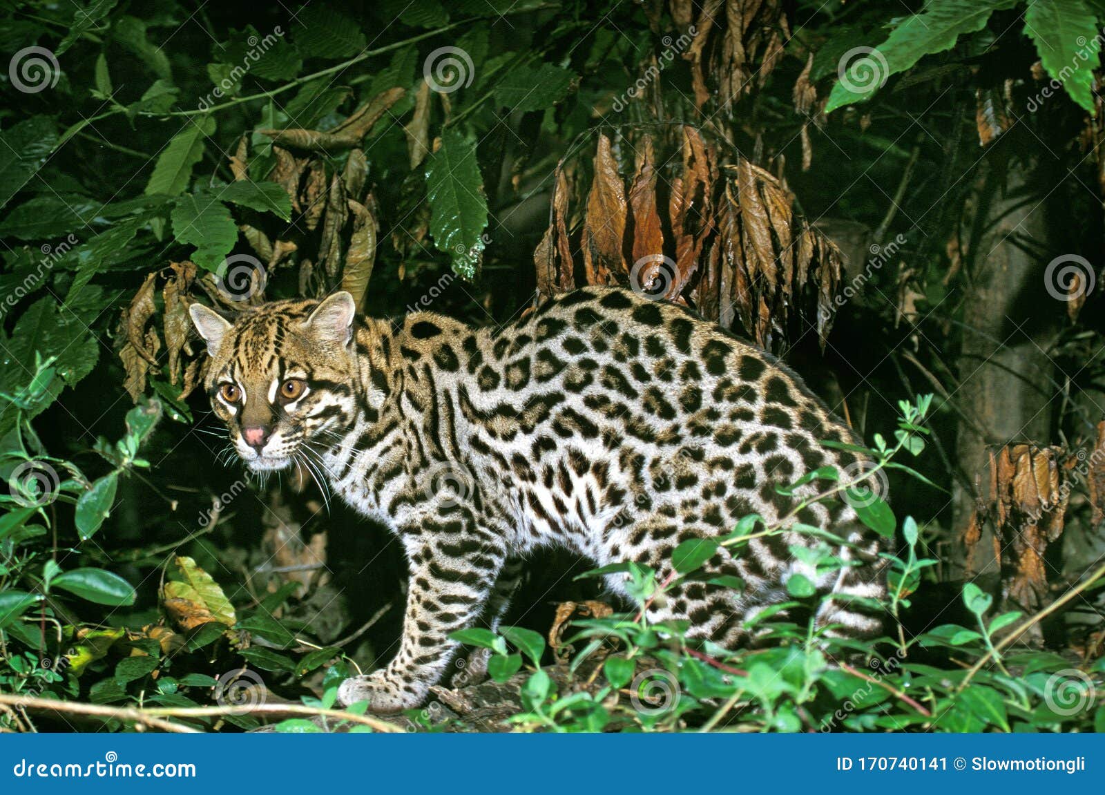 OCELOT leopardus pardalis stock image. Image of south - 170740141