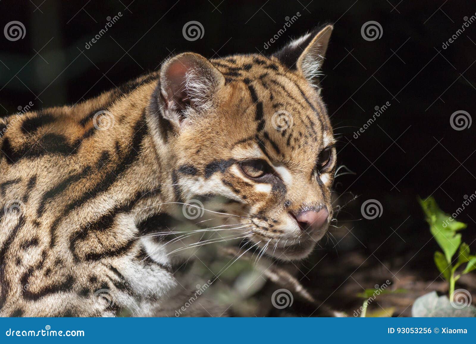 Ocelot- Leopardus pardalis stock photo. Image of face - 93053256