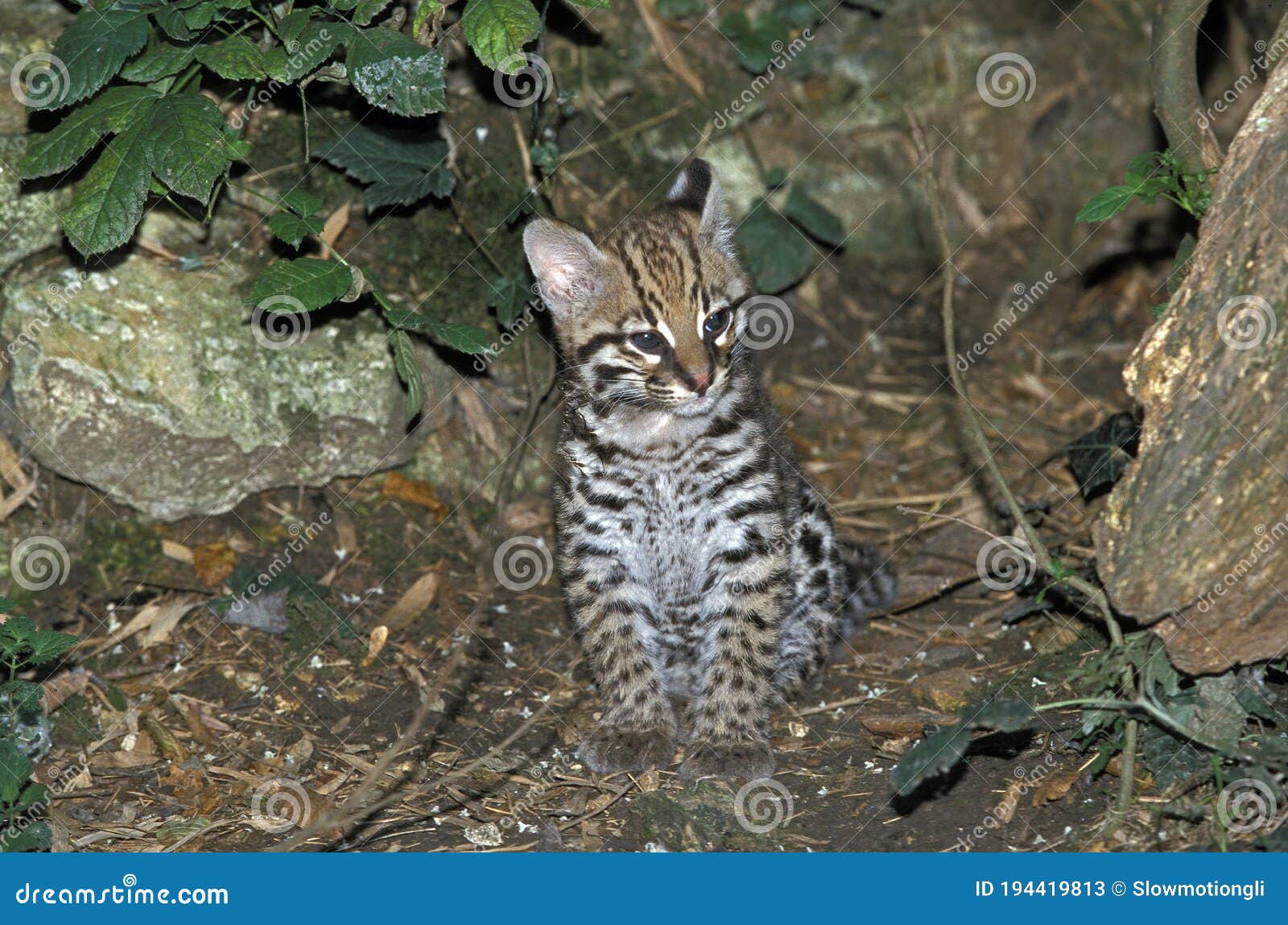 OCELOT Leopardus Pardalis, CUB SITTING Stock Image - Image of outdoors ...