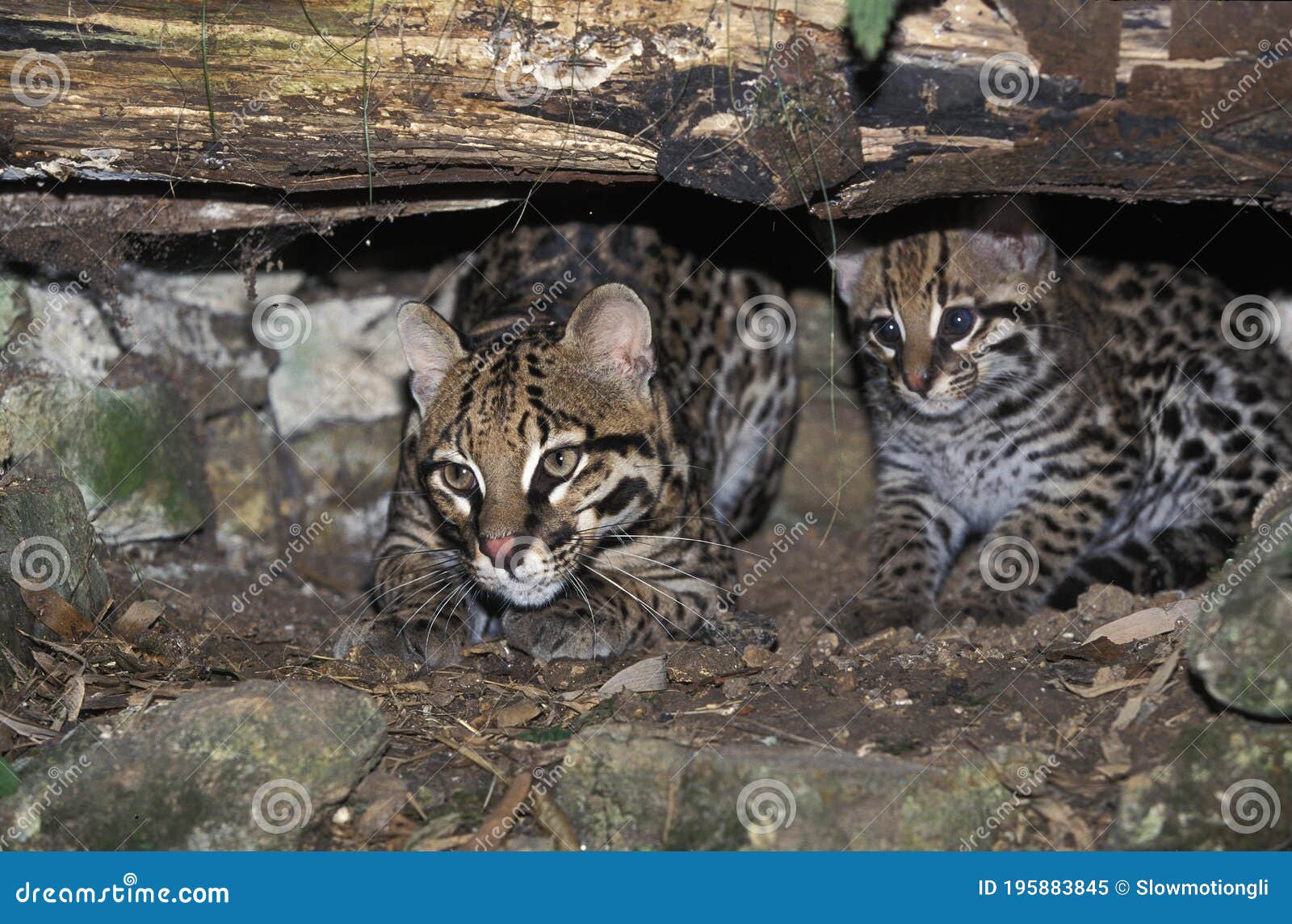 Ocelot, Leopardus Pardalis, Female with Cub Stock Image - Image of ...