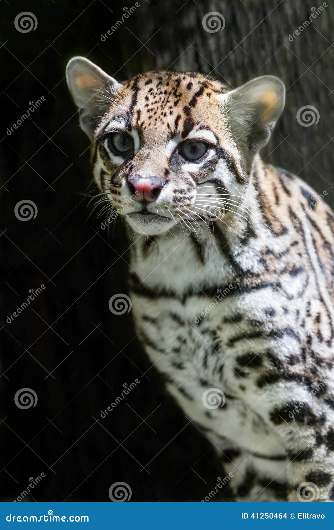 Ocelot stock photo. Image of danger, hunting, extinct - 41250464