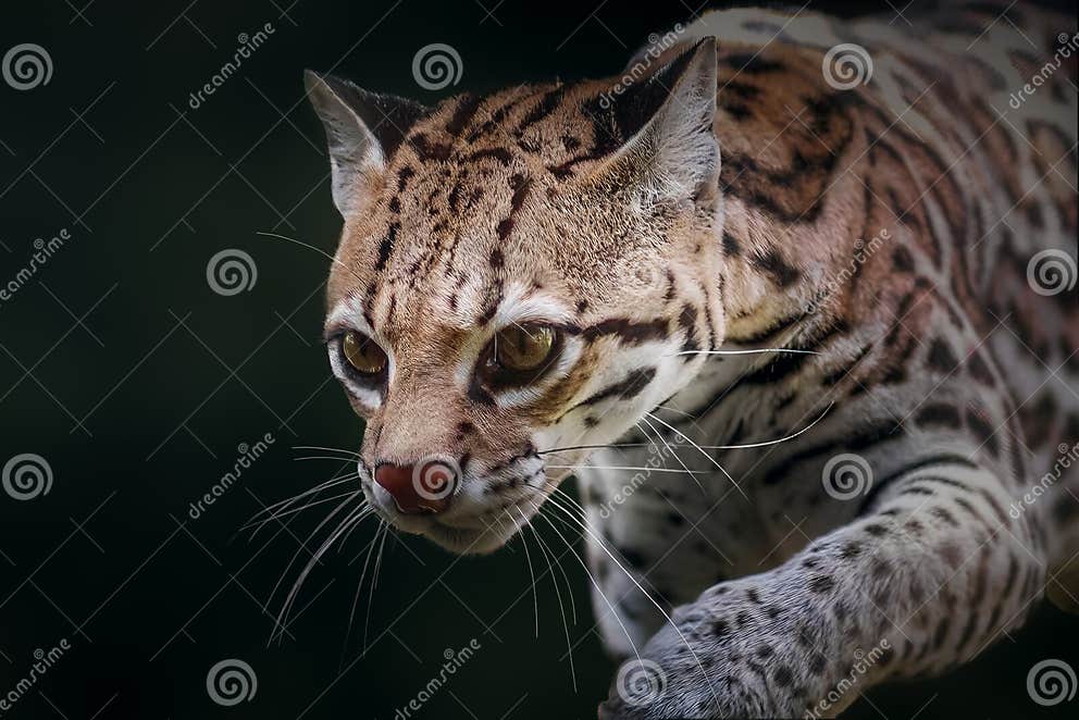 Ocelot - Medium-sized Spotted Feline Stock Photo - Image of lovely ...