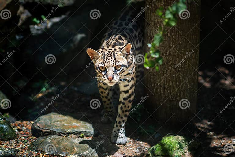 Ocelot - Medium-sized Spotted Feline Stock Photo - Image of fauna ...