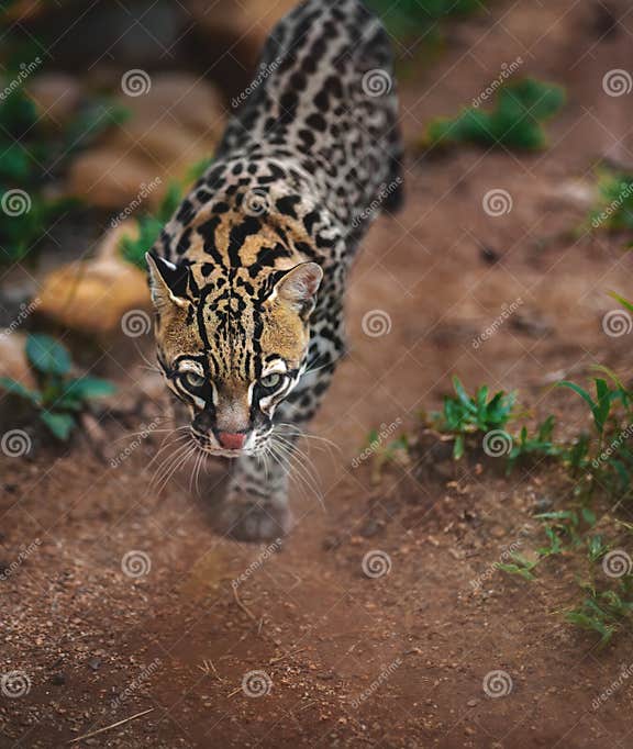 Ocelot - Medium-sized Spotted Feline Stock Photo - Image of jaguatirica ...