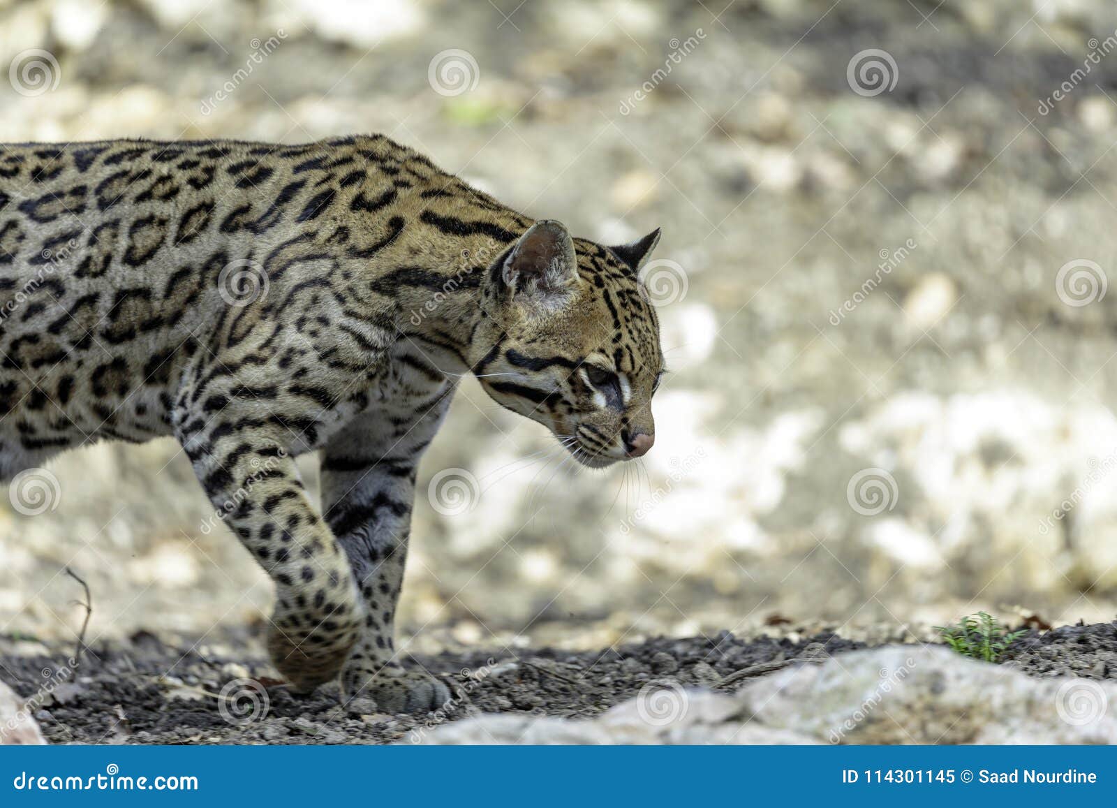 Ocelot, Leopardus pardalis stock image. Image of cerviero - 114301145
