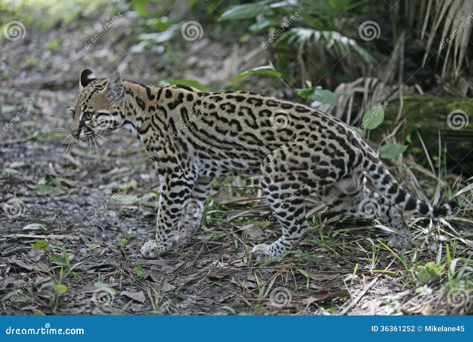 Ocelot, Leopardus pardalis stock photo. Image of animal - 36361252