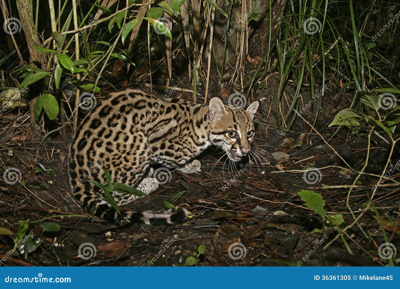 Ocelot, Leopardus pardalis stock image. Image of leopardus - 36361305
