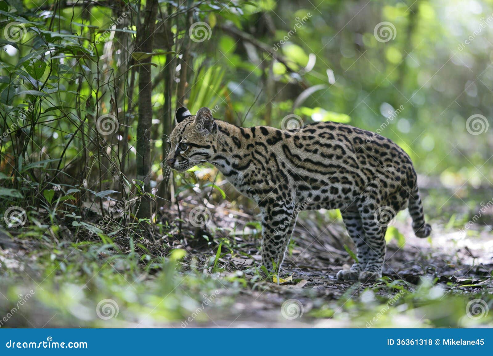 Ocelot, Leopardus pardalis stock photo. Image of wildlife - 36361318
