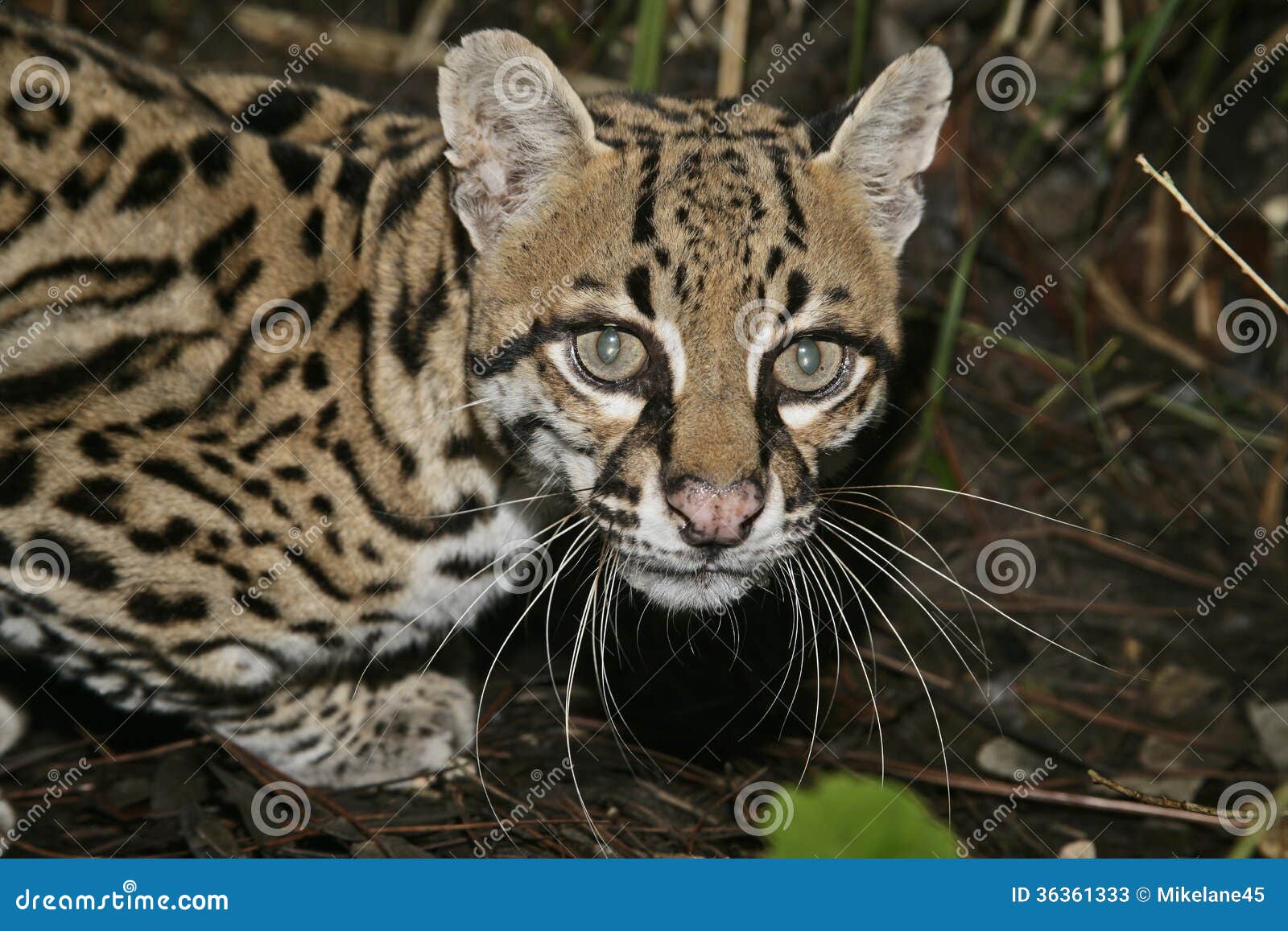 Ocelot, Leopardus pardalis stock image. Image of nature - 36361333