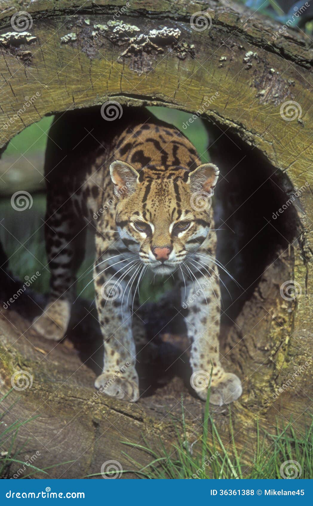 Ocelot, Leopardus pardalis stock photo. Image of south - 36361388