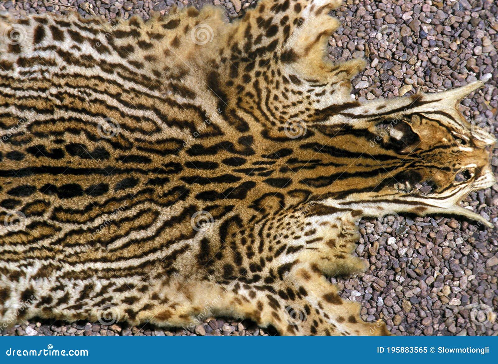 Ocelot, Leopardus Pardalis, Skin of Adult Stock Image - Image of ...