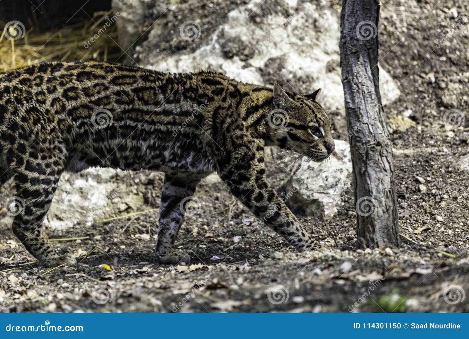 Ocelot, Leopardus pardalis stock photo. Image of leopardus - 114301150