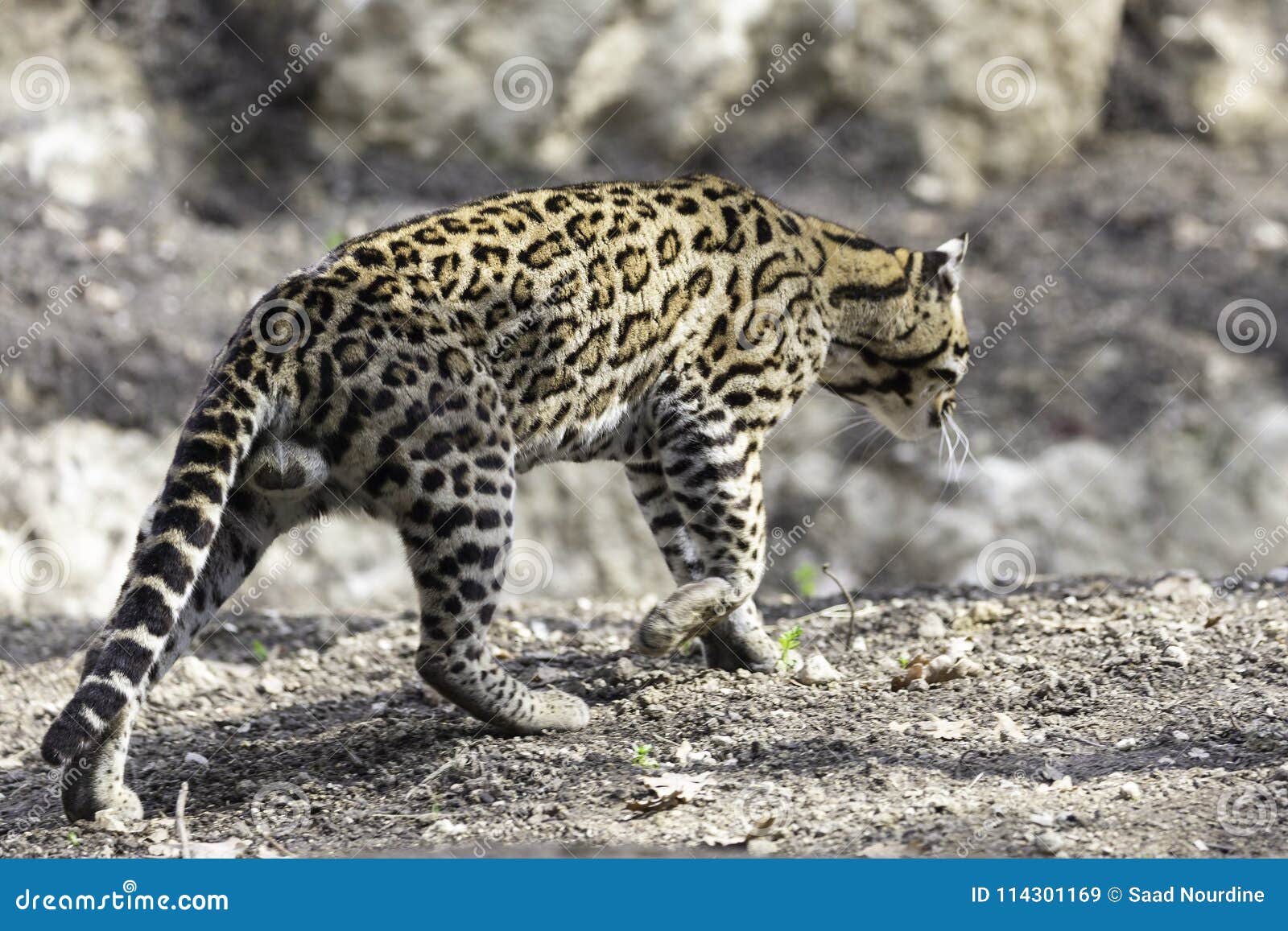 Ocelot, Leopardus pardalis stock image. Image of hunter - 114301169