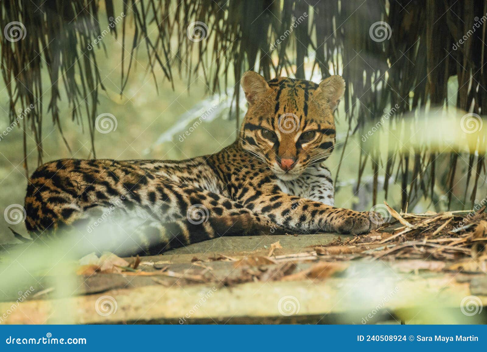 Ocelot Lying Down Looking at the Camera Stock Photo - Image of relaxed ...