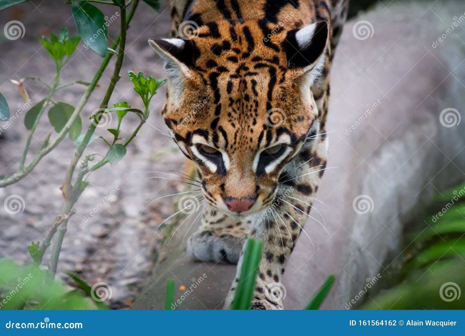 Ocelot stock photo. Image of carnivore, beautiful, america - 161564162