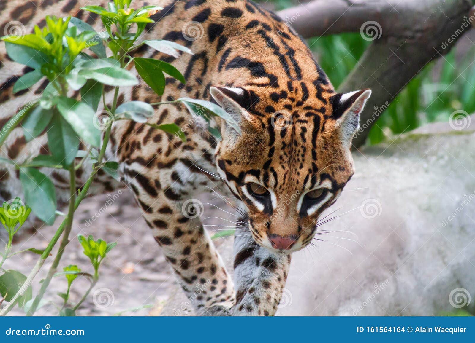 Ocelot stock photo. Image of tropical, carnivore, wild - 161564164