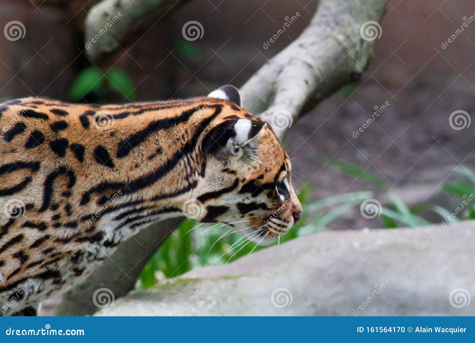 Ocelot stock photo. Image of nature, forest, predator - 161564170