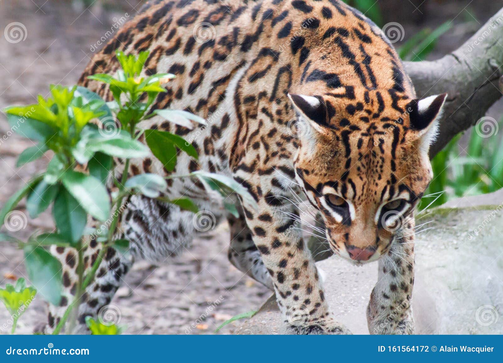 Ocelot stock photo. Image of south, tropical, carnivore - 161564172