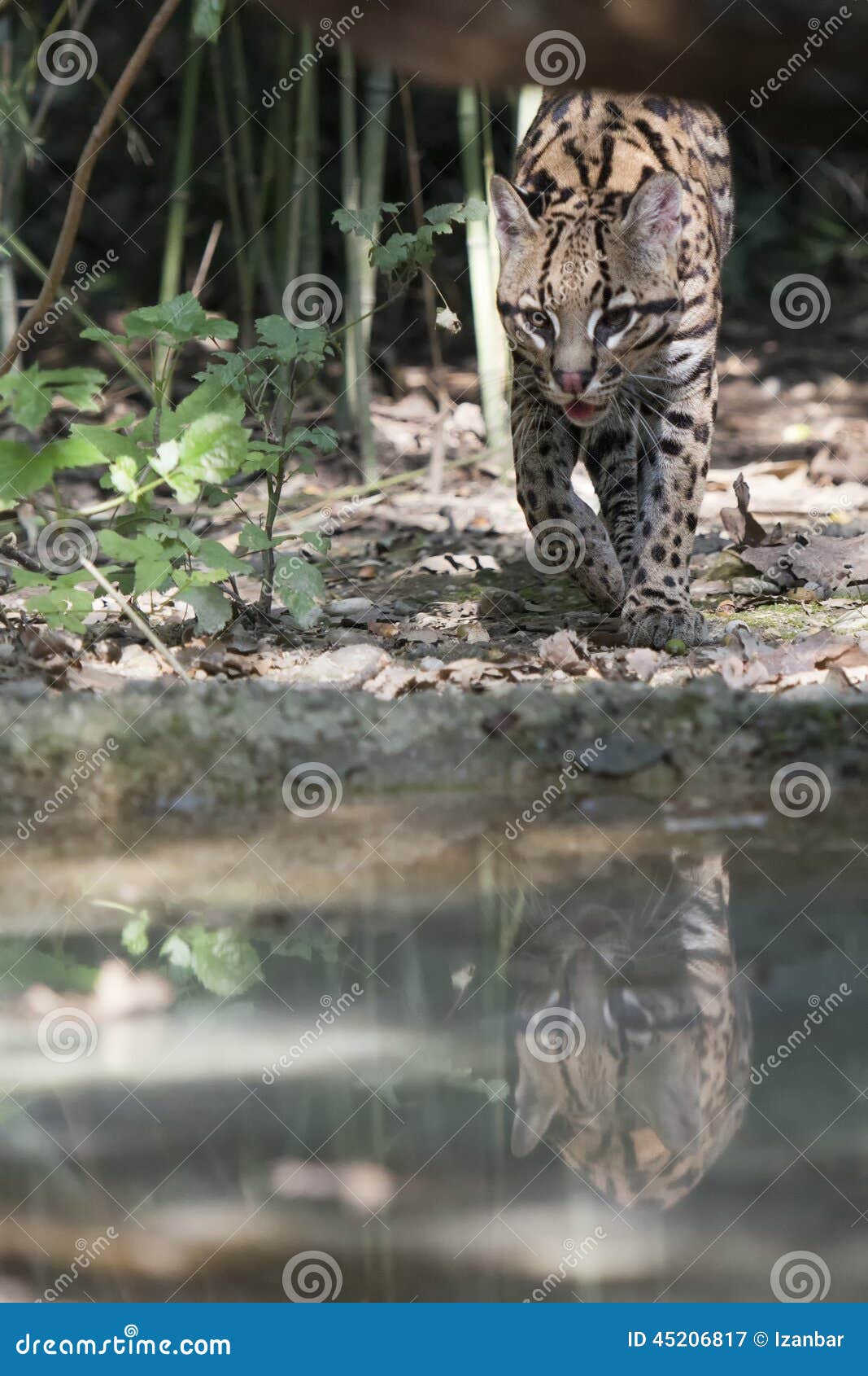 Ocelot portrait stock image. Image of jungle, ocelot - 45206817