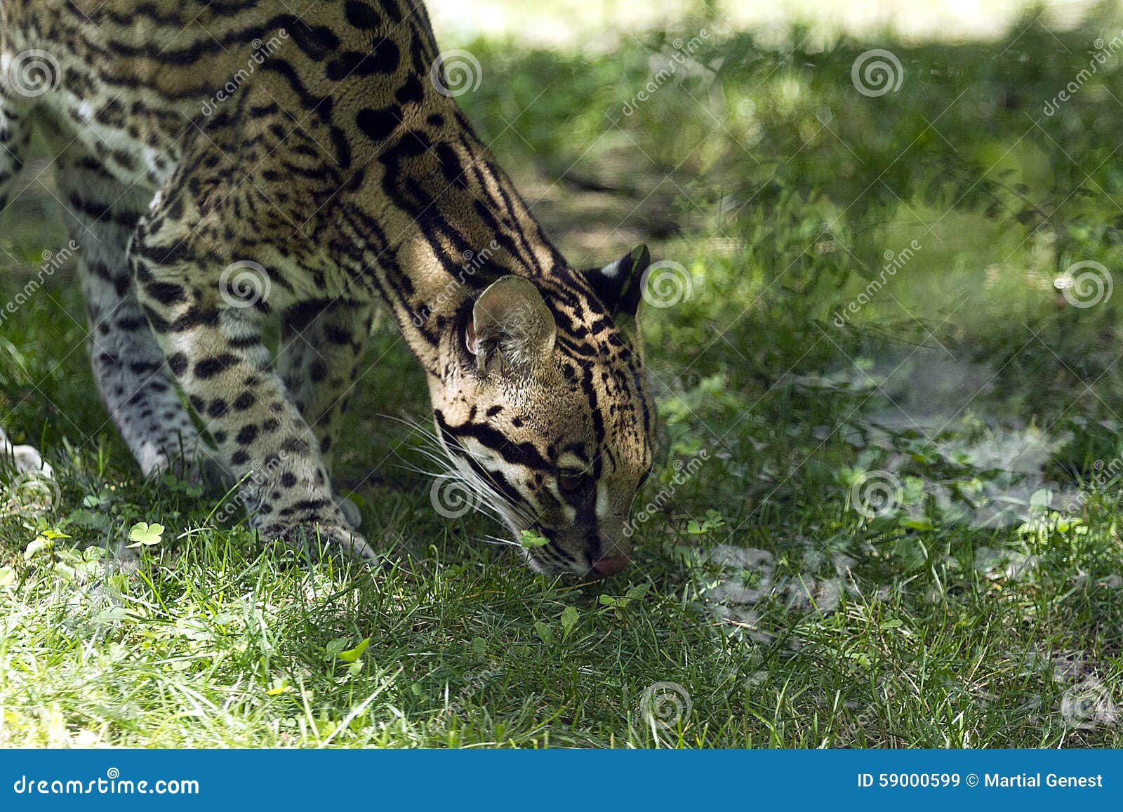 Ocelot stock image. Image of leopard, spot, hunter, area - 59000599