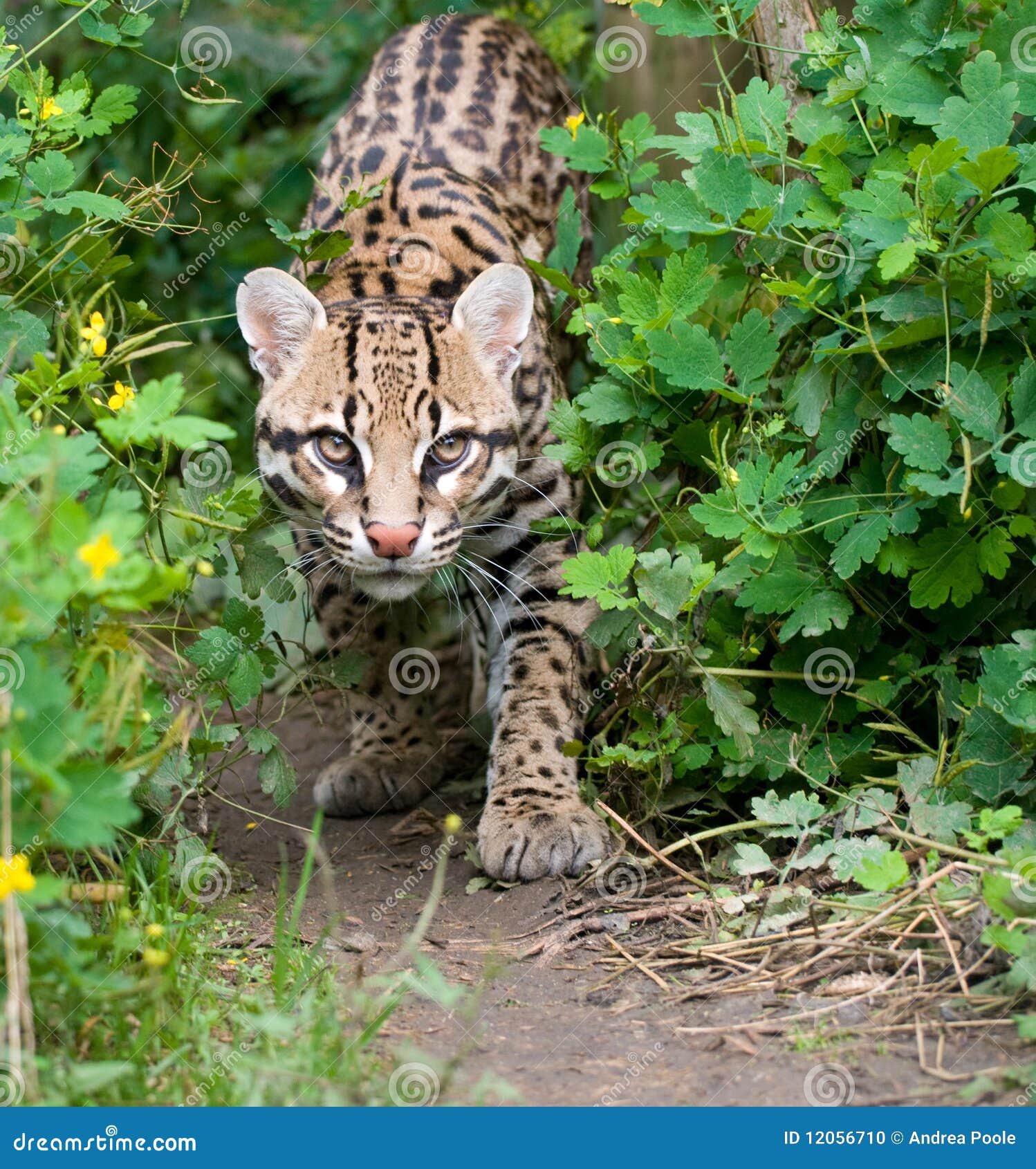 Ocelot Prowling fotografia stock. Immagine di ocelot - 12056710