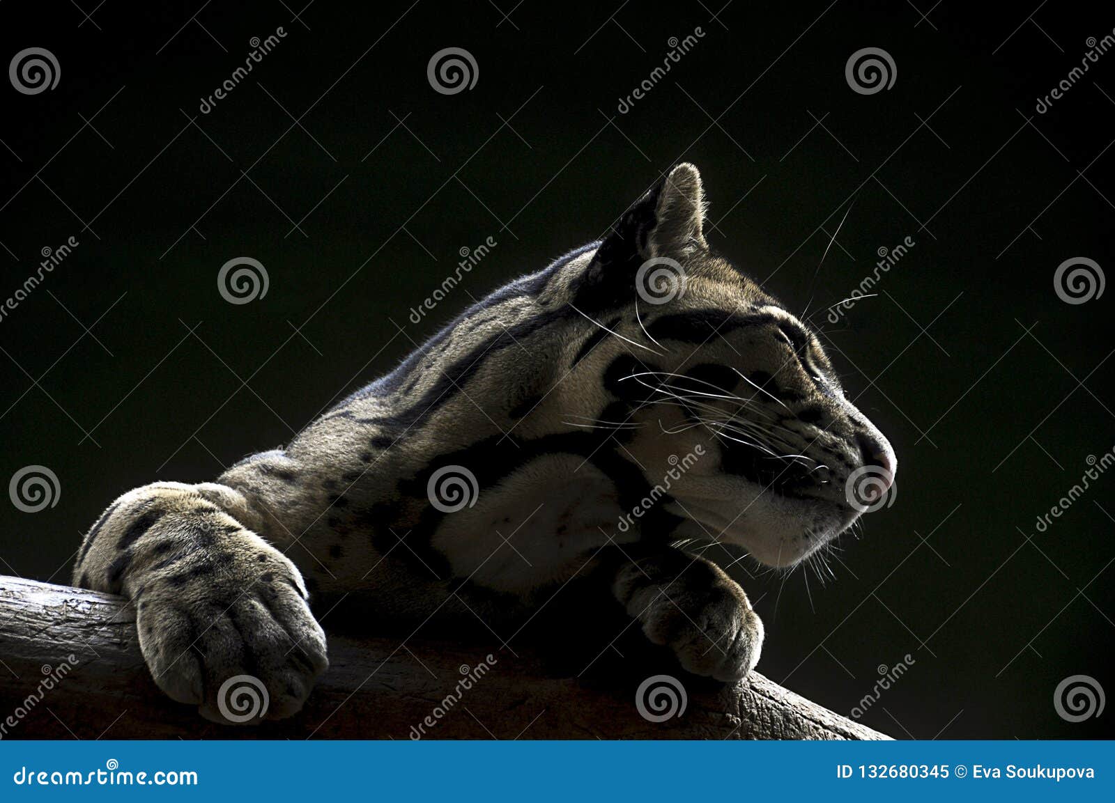 Ocelot on tree branch stock image. Image of life, laid - 132680345