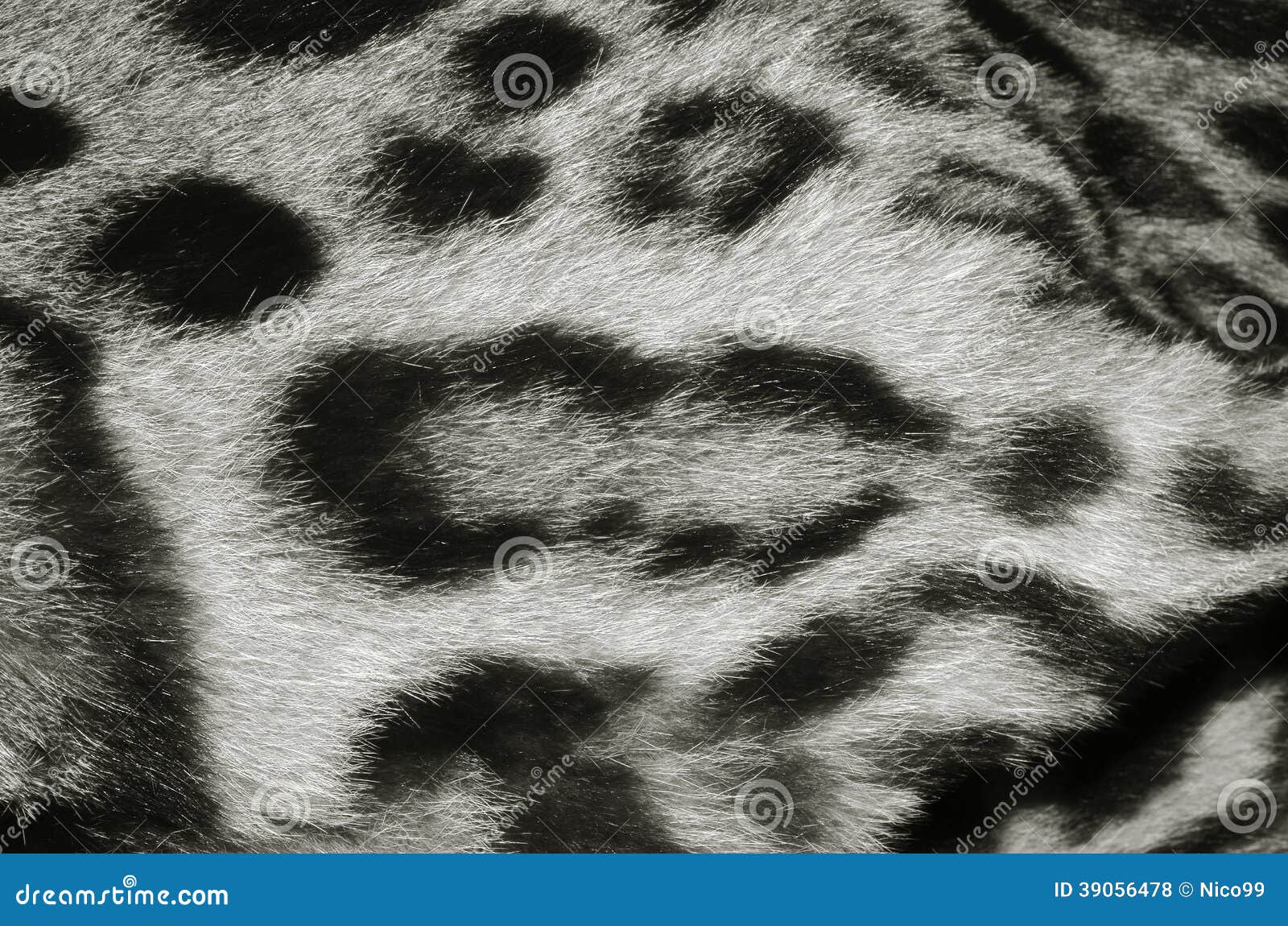Ocelot skin closeup stock photo. Image of closeup, blackandwhite - 39056478
